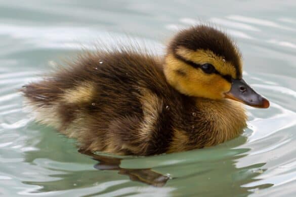 Caring for Baby Ducks: 14 Things You Need to Know