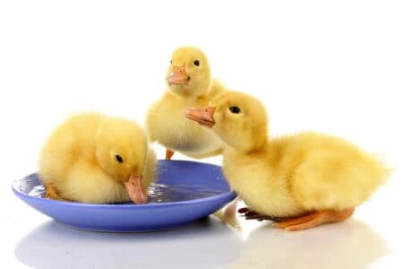 Caring for Baby Ducks: 14 Things You Need to Know