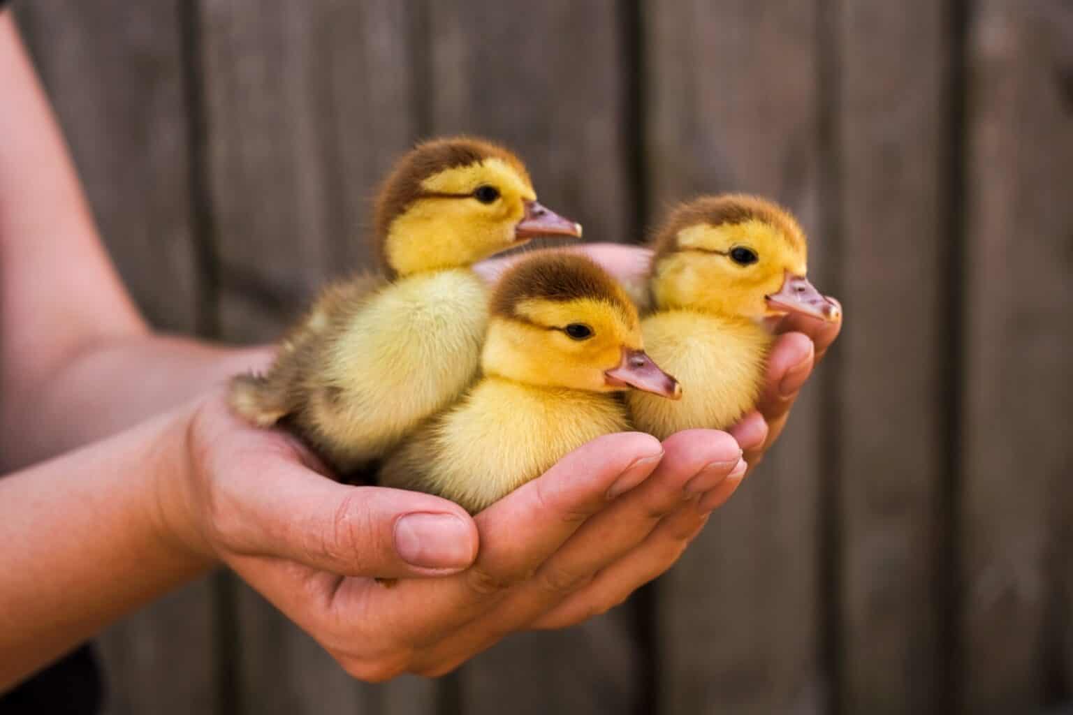 Caring for Baby Ducks: 14 Things You Need to Know