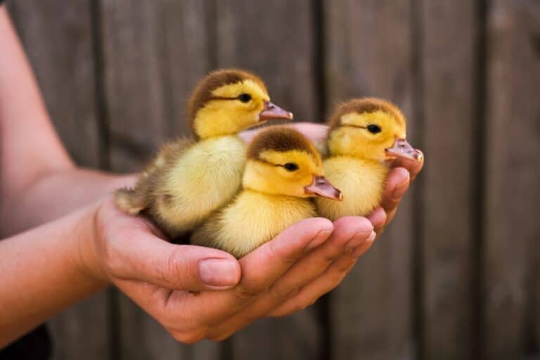 Caring for Baby Ducks: 14 Things You Need to Know