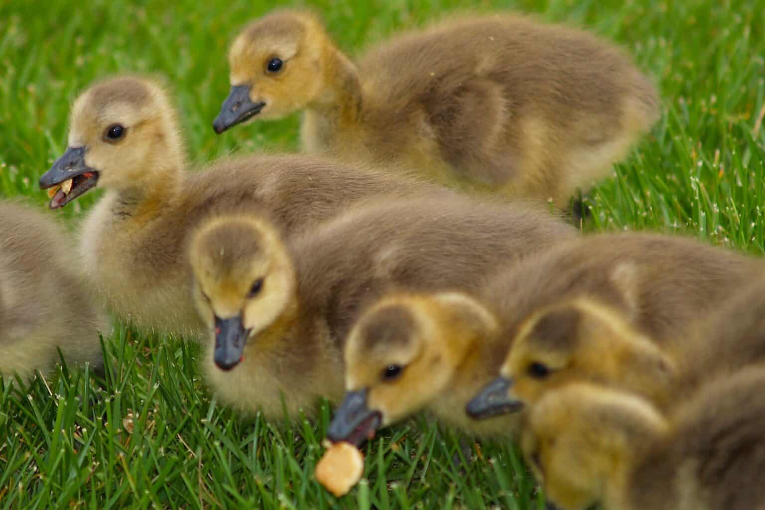 What Do Geese Eat? – What's Their Favourite Food & FAQs