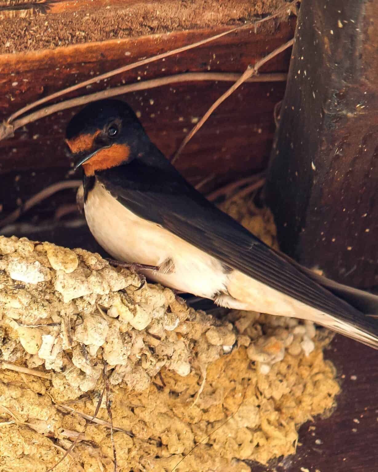 15 Birds That Build Mud Nests - Bird Helpful