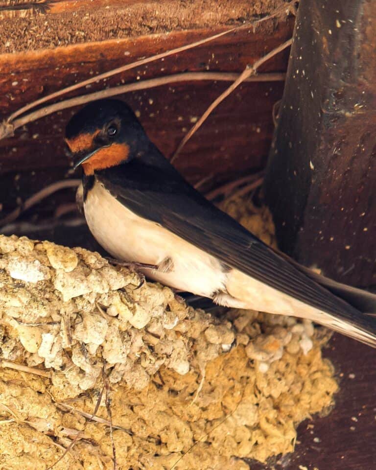 15 Birds That Build Mud Nests - Bird Helpful