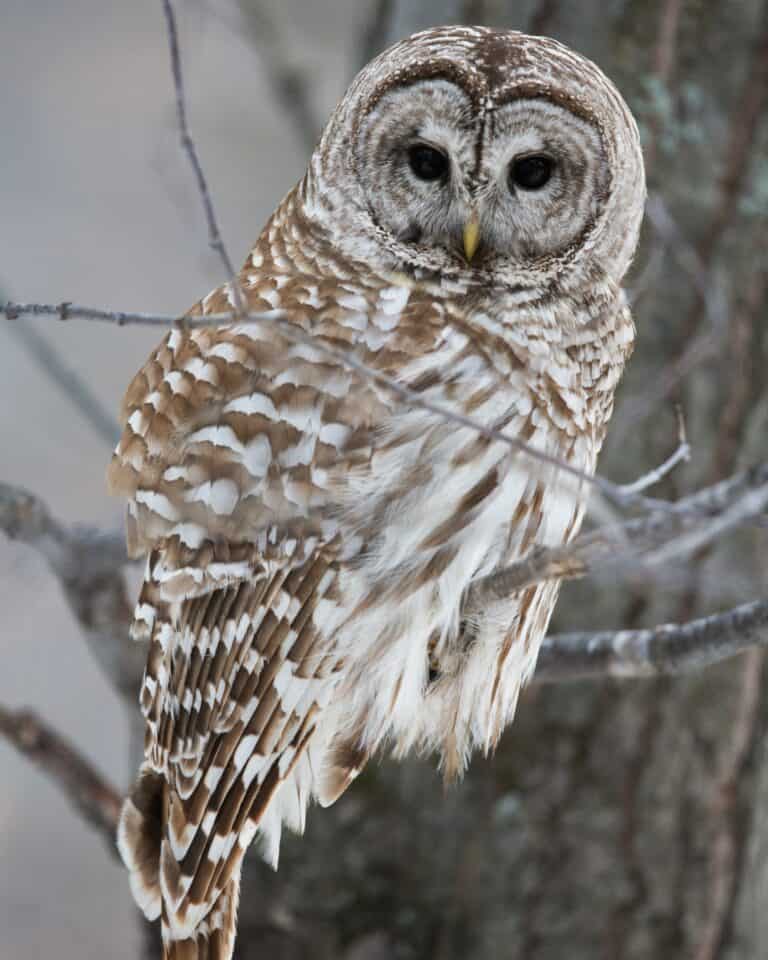 All Owl Colors Explained (+ List of 54 Colorful Owls)