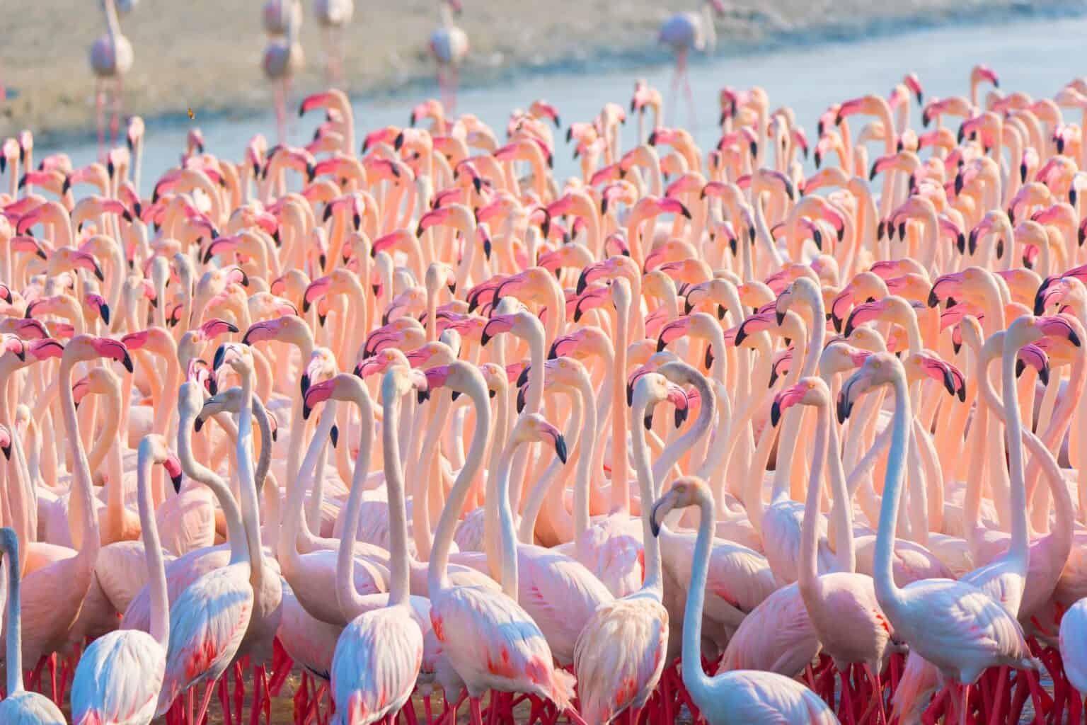 18 Beautiful Pink Birds (With Pictures) - Bird Helpful