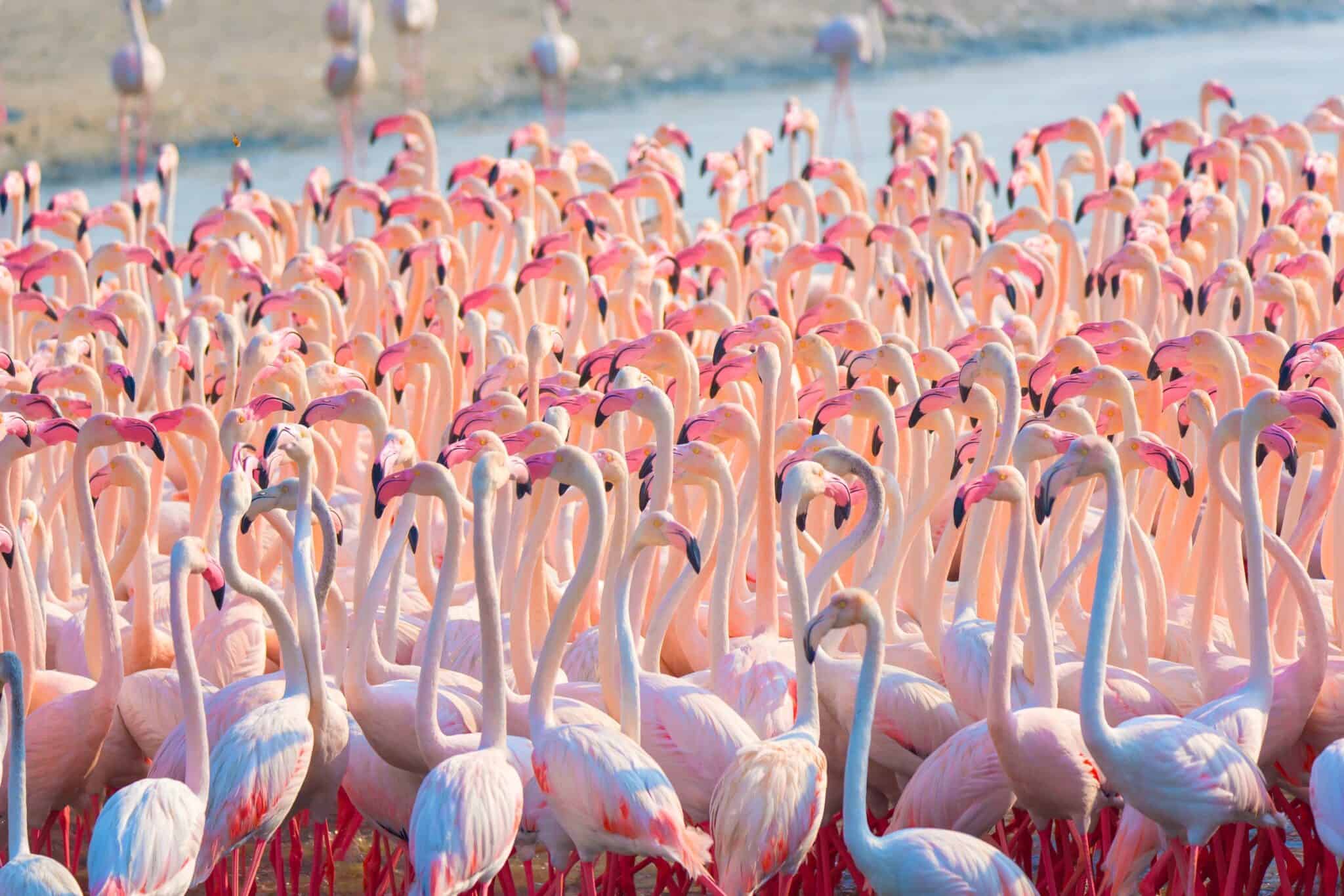 18 Beautiful Pink Birds (With Pictures) - Bird Helpful
