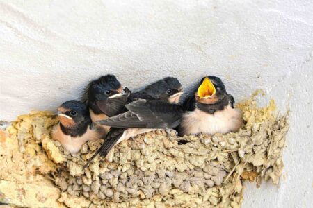 15 Birds That Build Mud Nests - Bird Helpful