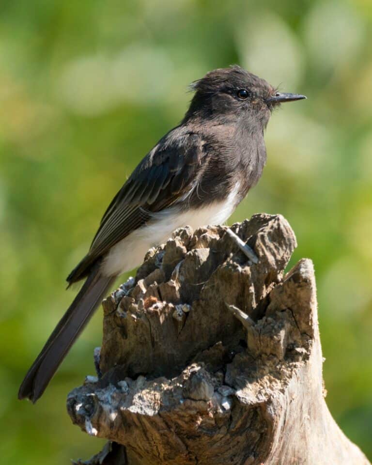 15 Birds That Build Mud Nests - Bird Helpful