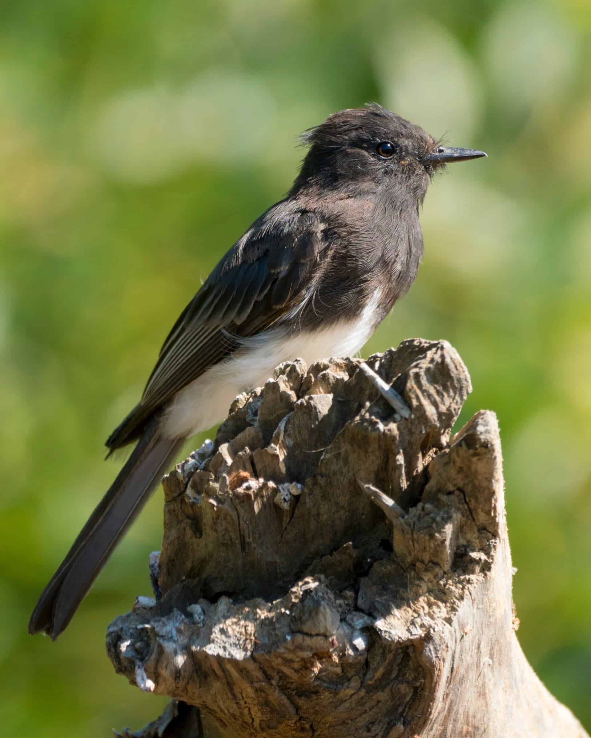 15 Birds That Build Mud Nests - Bird Helpful