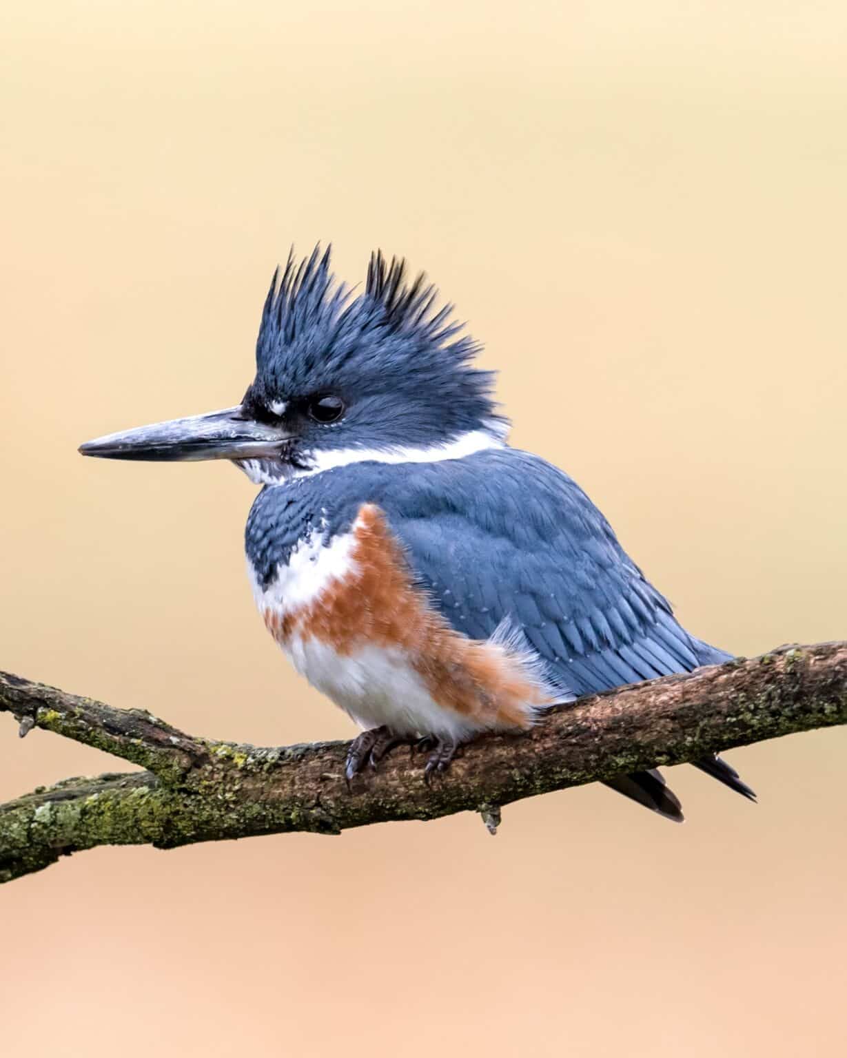 41 Types of Blue Birds (With Pictures & ID Guide)