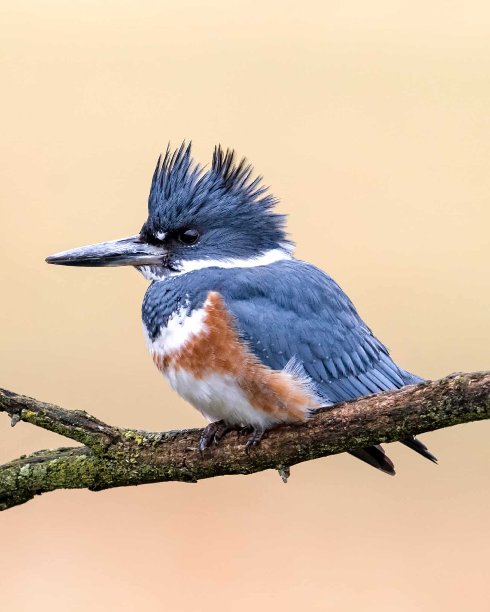 41 Types of Blue Birds (With Pictures & ID Guide)