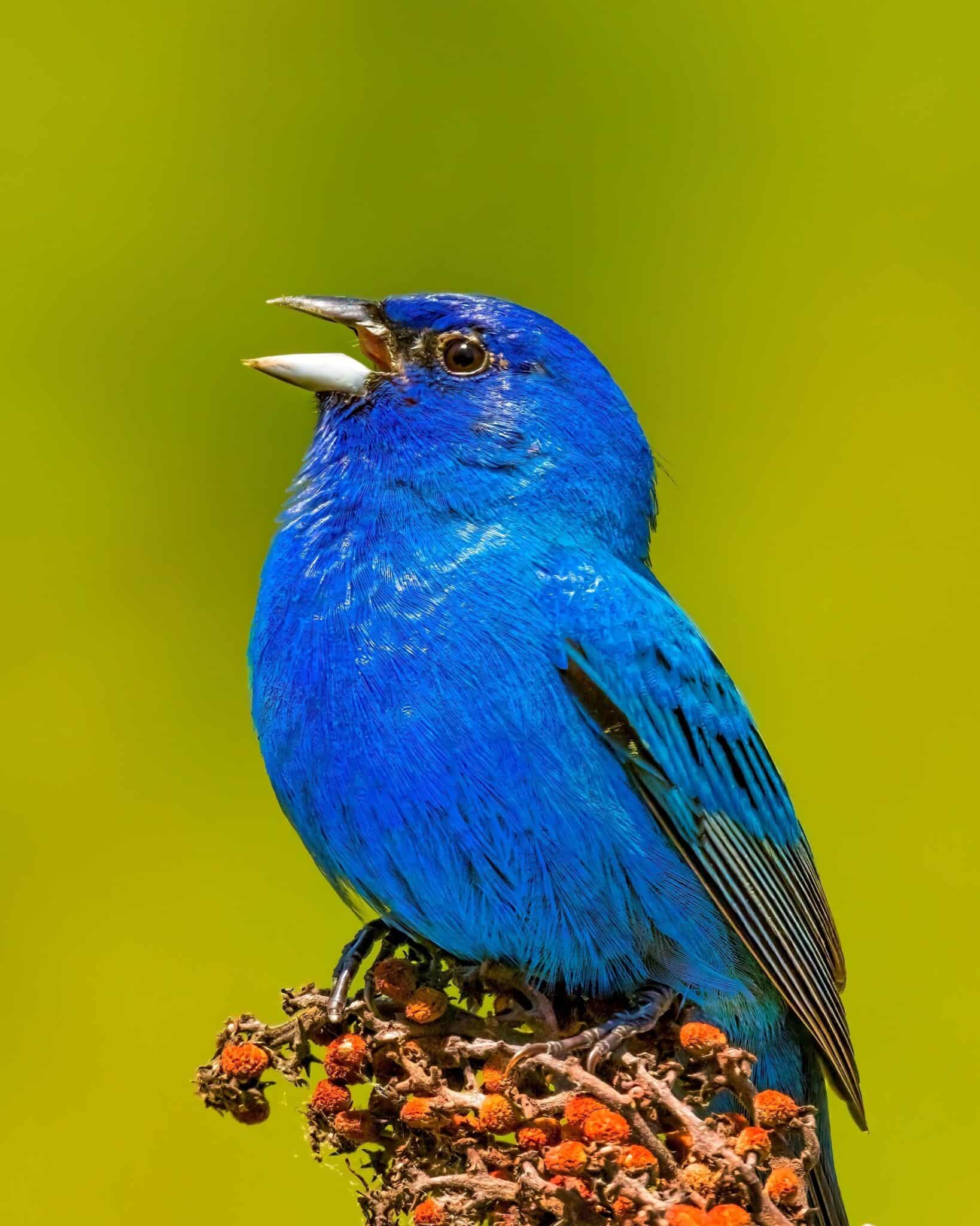 41 Types of Blue Birds (With Pictures & ID Guide)
