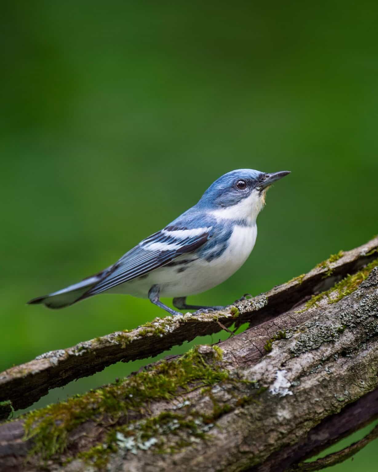 41 Types of Blue Birds (With Pictures & ID Guide)