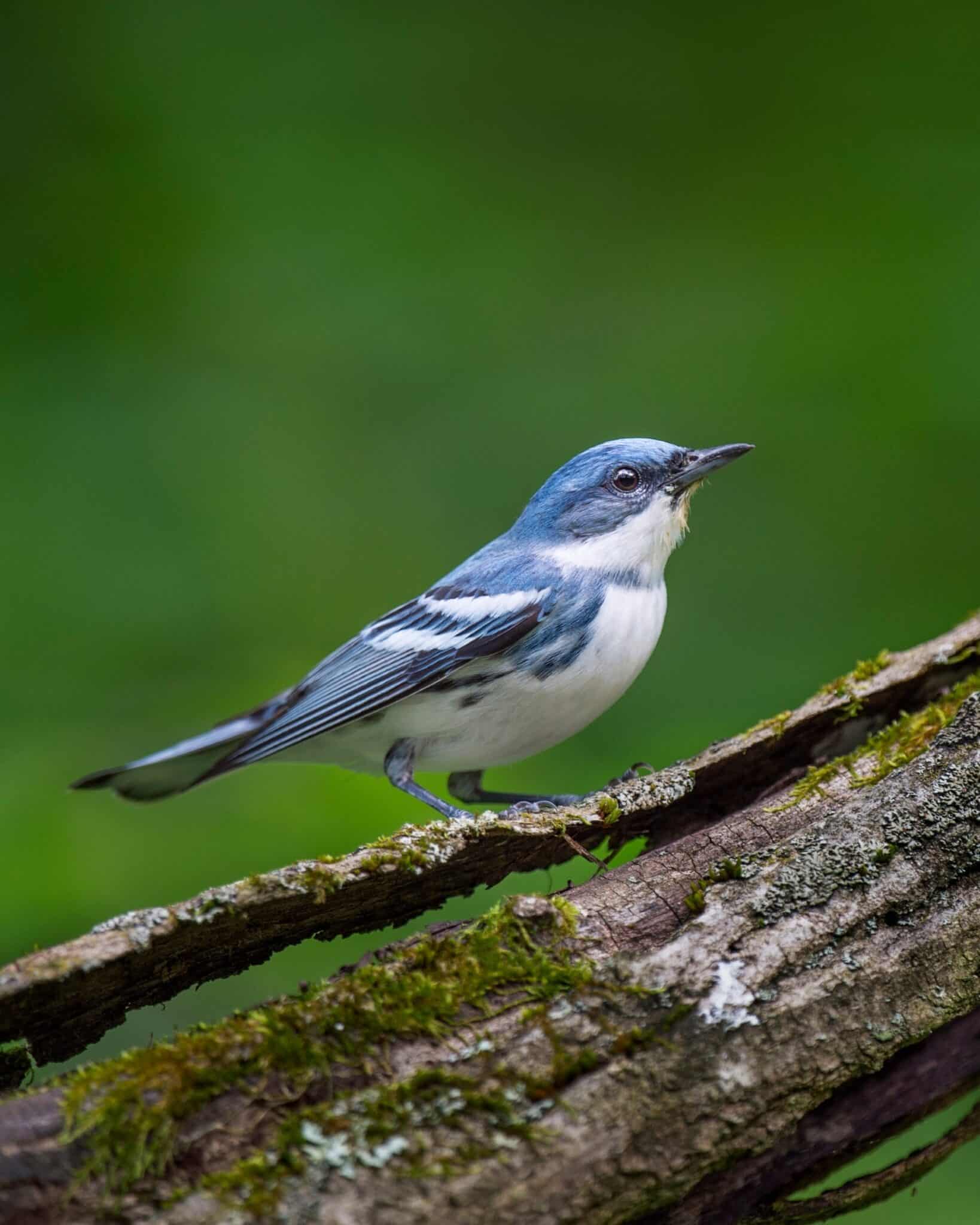 41 Types of Blue Birds (With Pictures & ID Guide)
