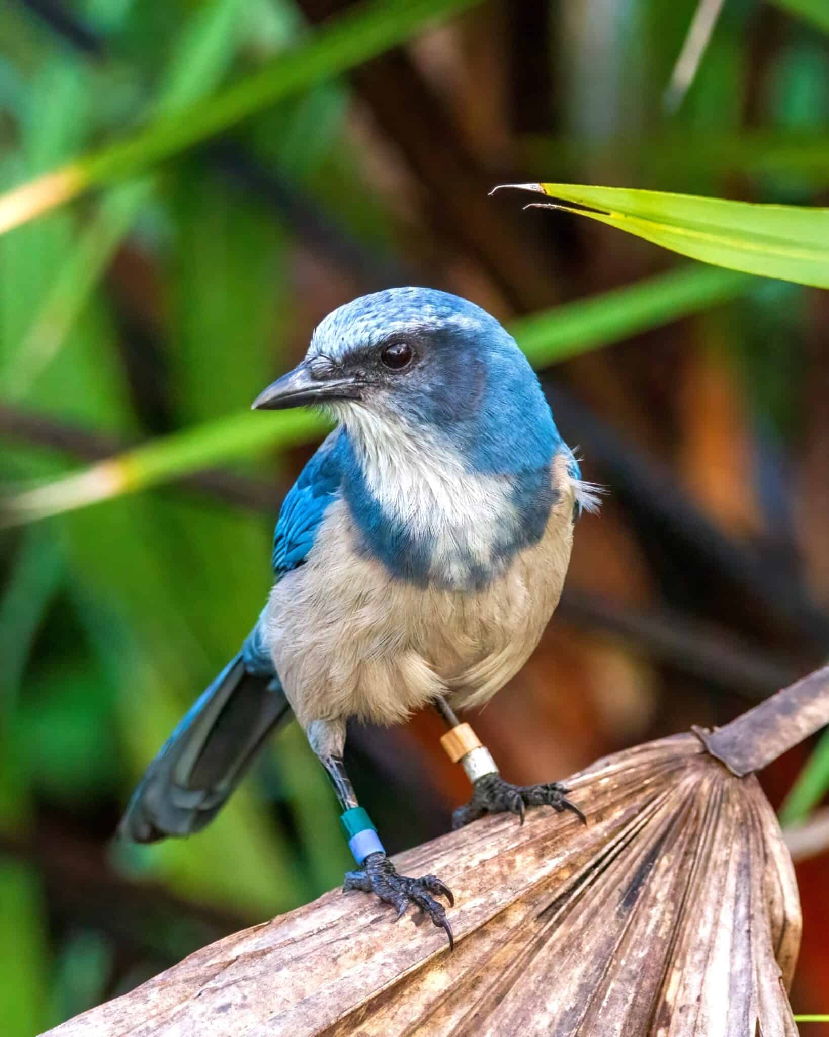 41 Types of Blue Birds (With Pictures & ID Guide)