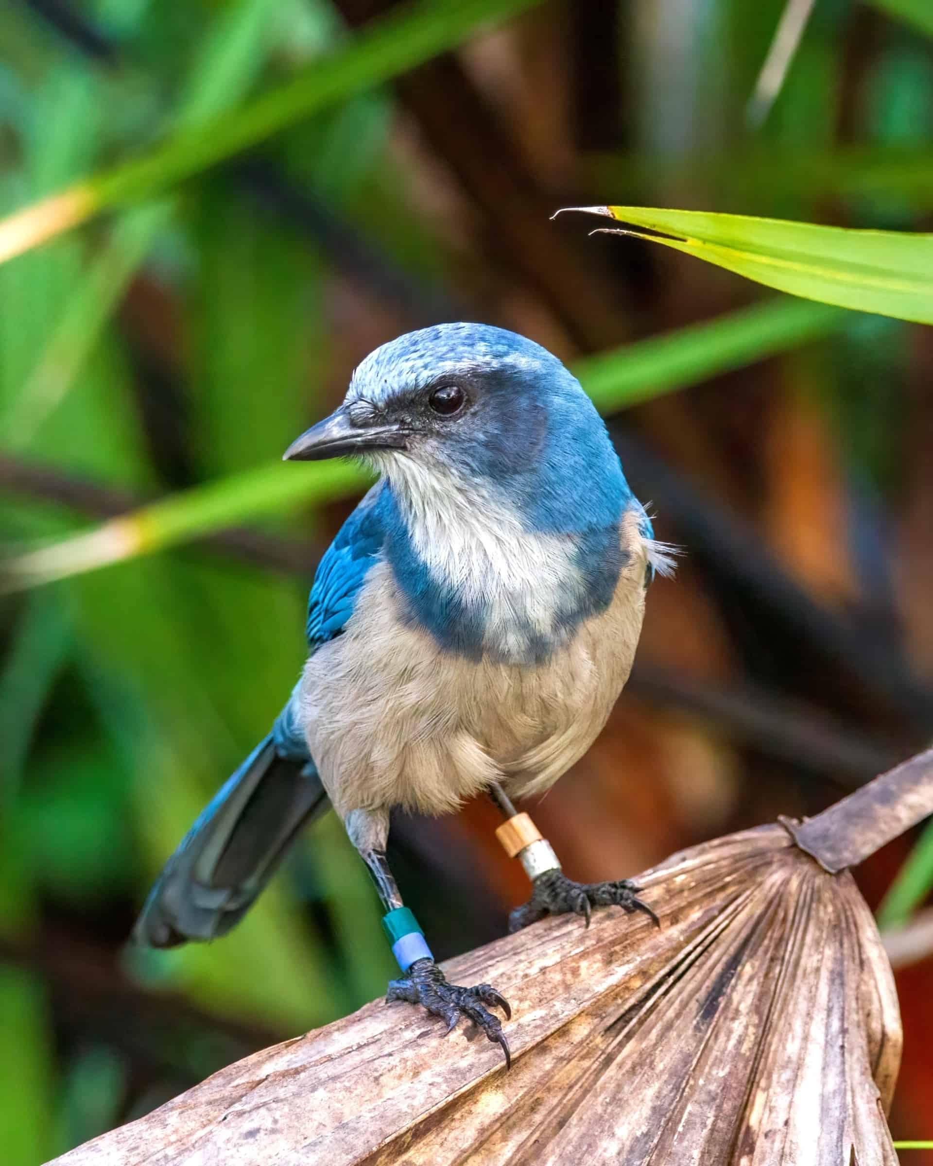 41 Types of Blue Birds (With Pictures & ID Guide)