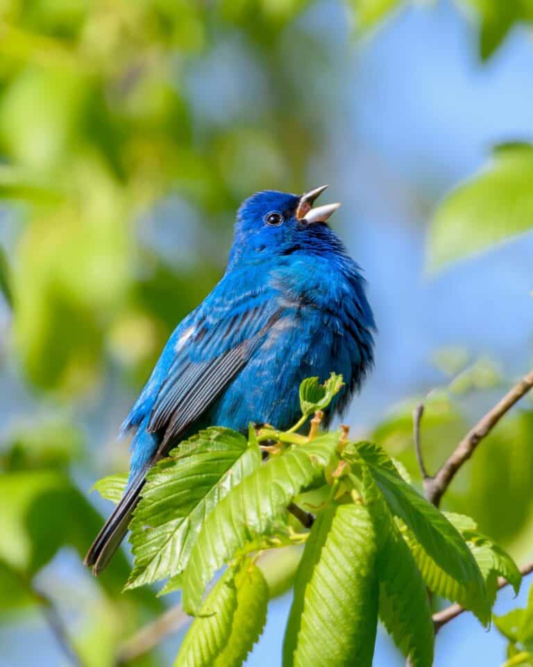 41 Types of Blue Birds (With Pictures & ID Guide)
