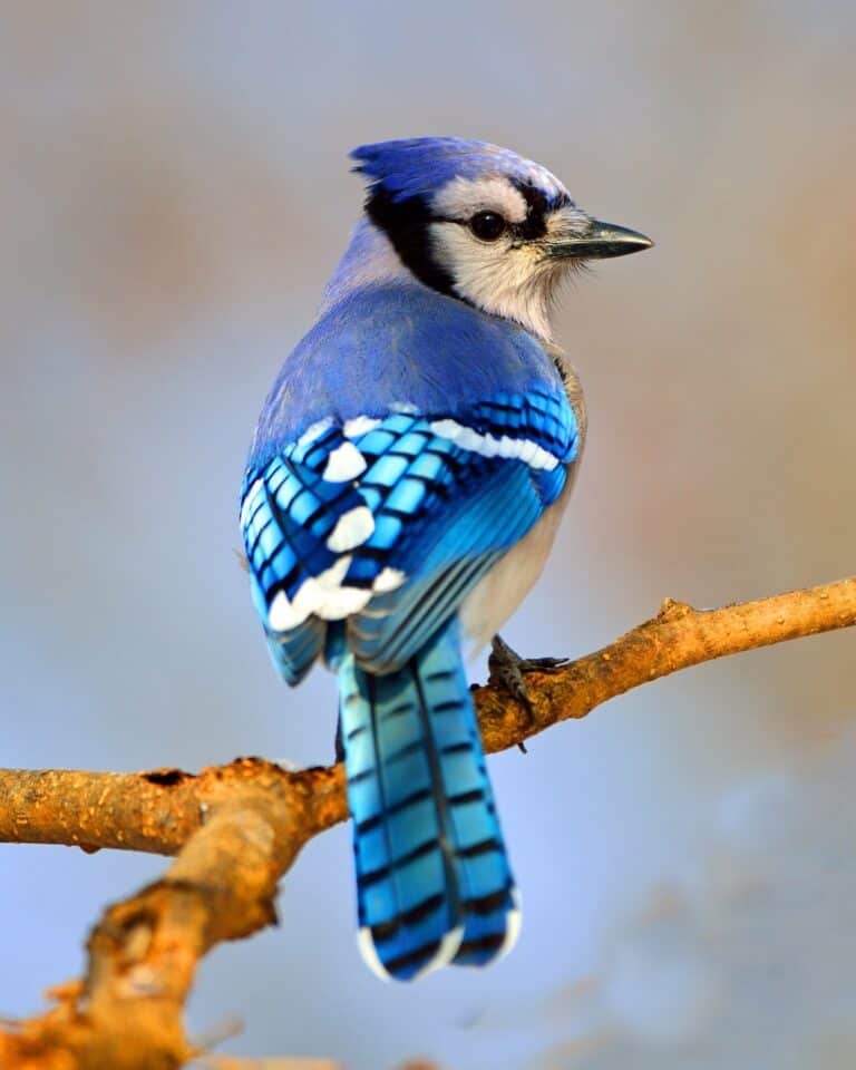 41 Types of Blue Birds (With Pictures & ID Guide)