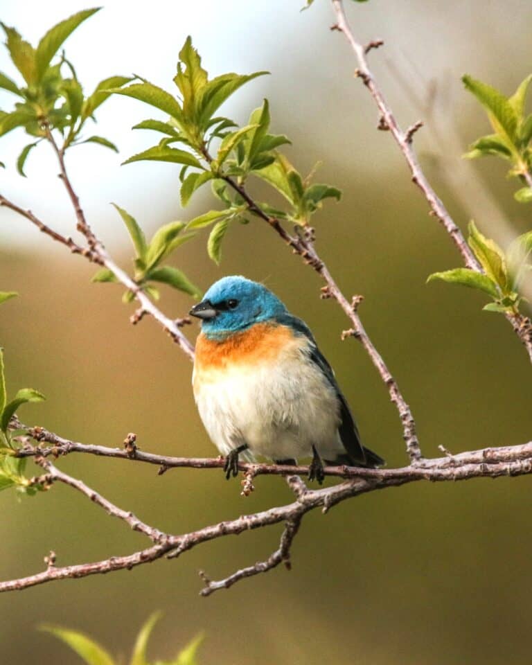 41 Types of Blue Birds (With Pictures & ID Guide)