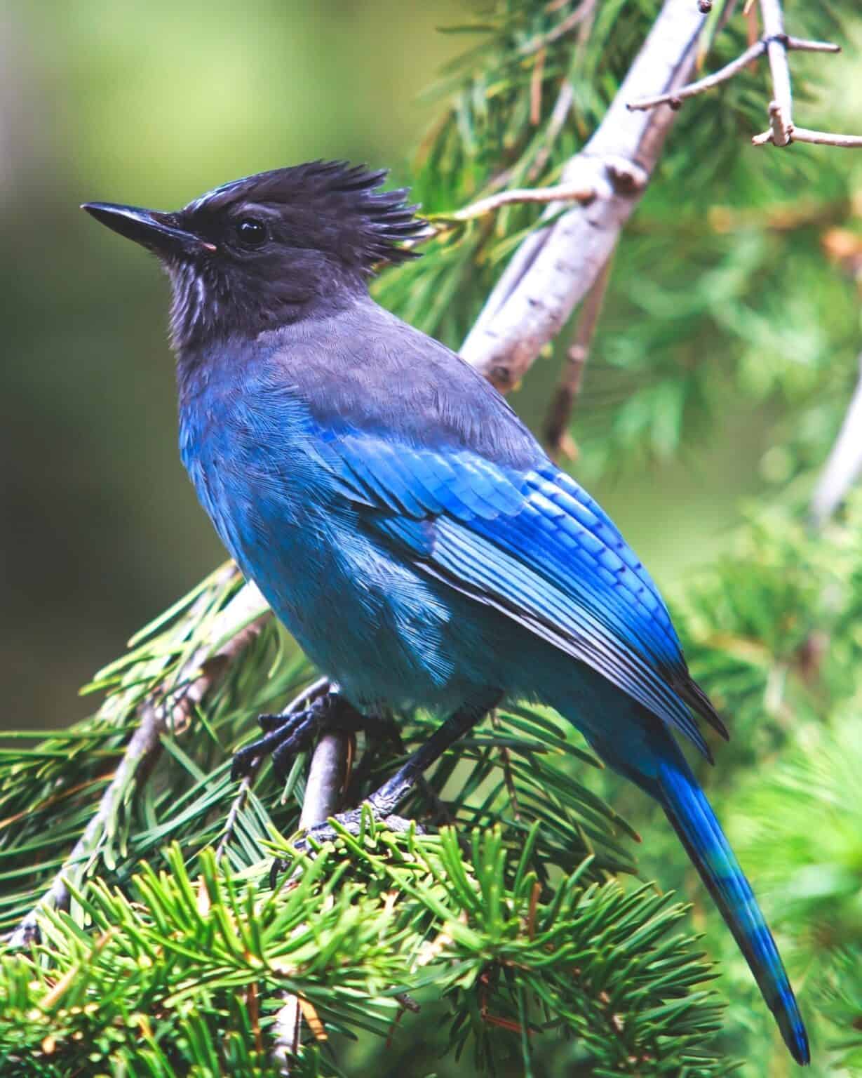 41 Types of Blue Birds (With Pictures & ID Guide)