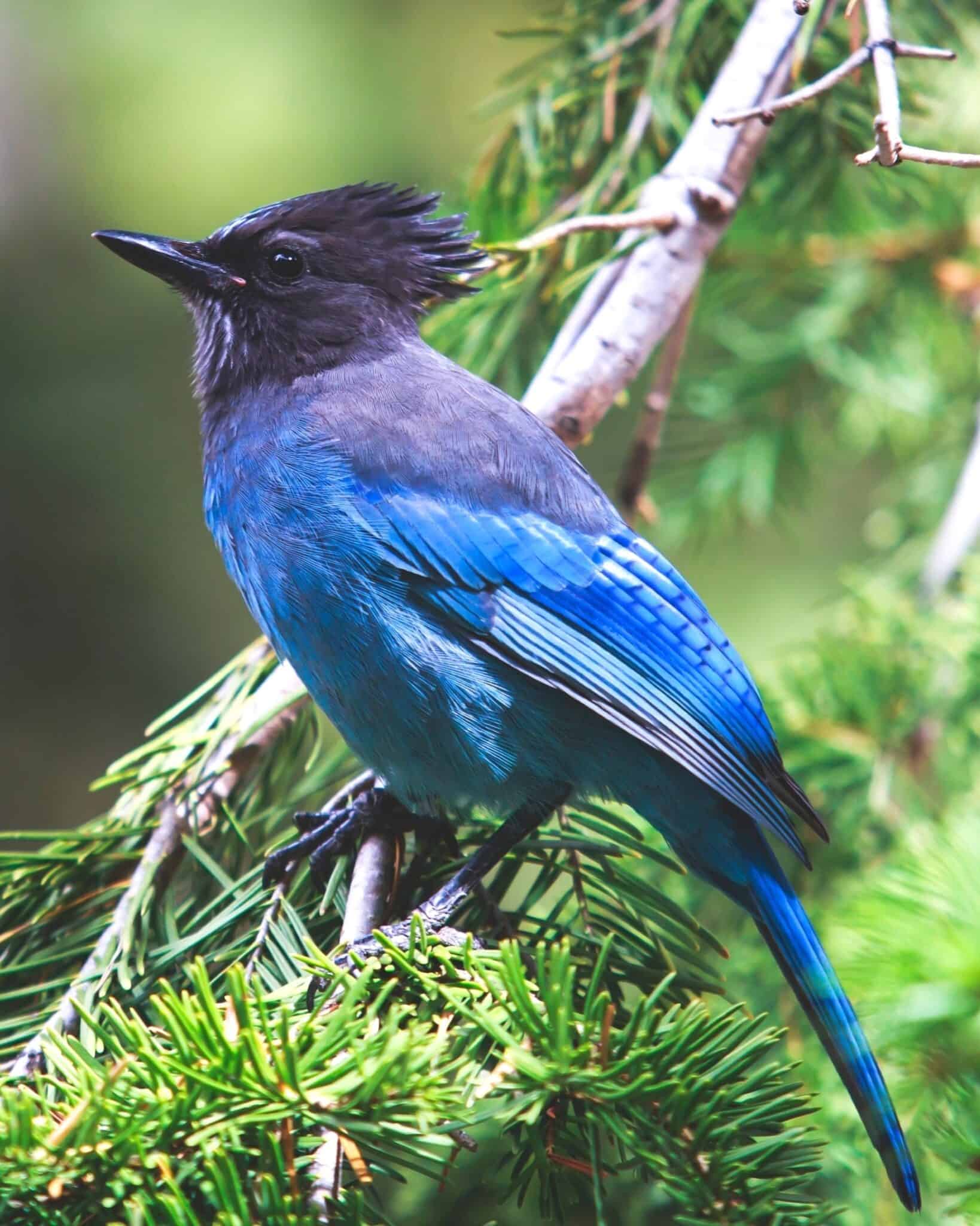 41 Types of Blue Birds (With Pictures & ID Guide)