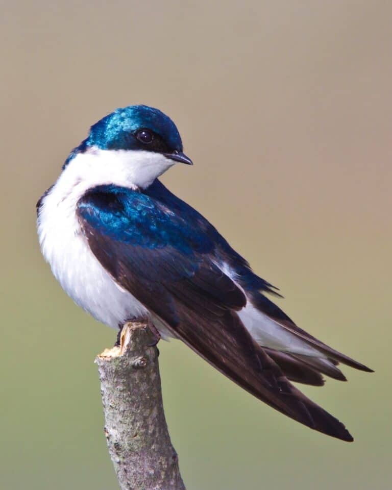 41 Types of Blue Birds (With Pictures & ID Guide)