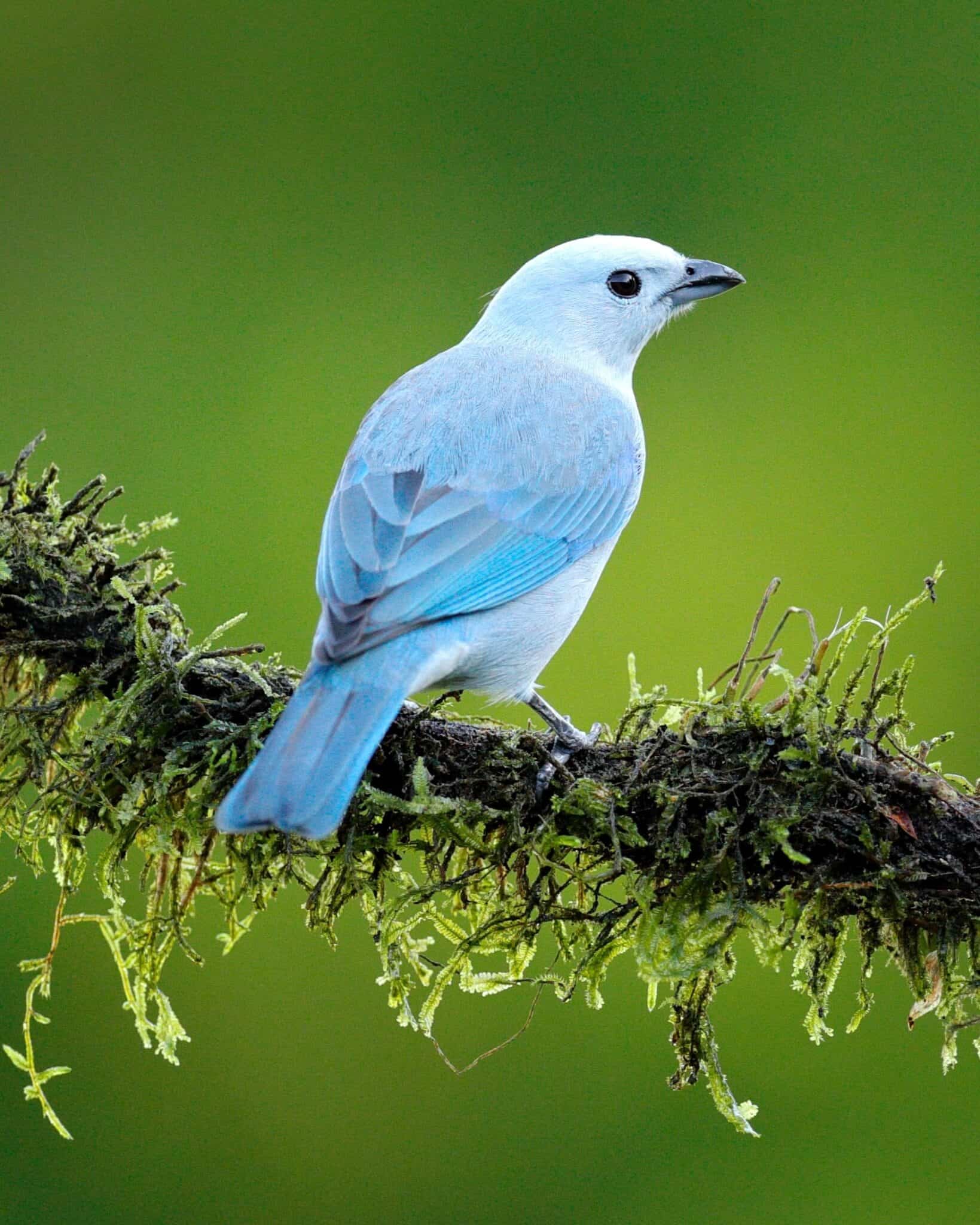 41 Types of Blue Birds (With Pictures & ID Guide)
