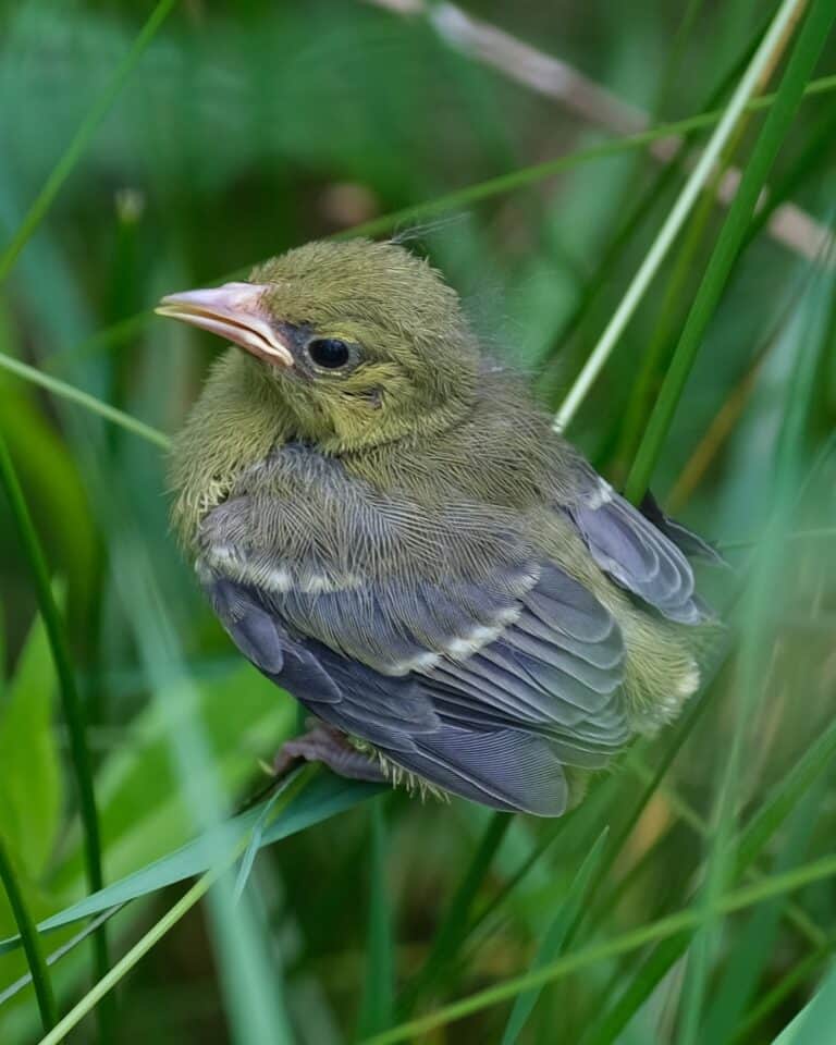 41 Types of Blue Birds (With Pictures & ID Guide)