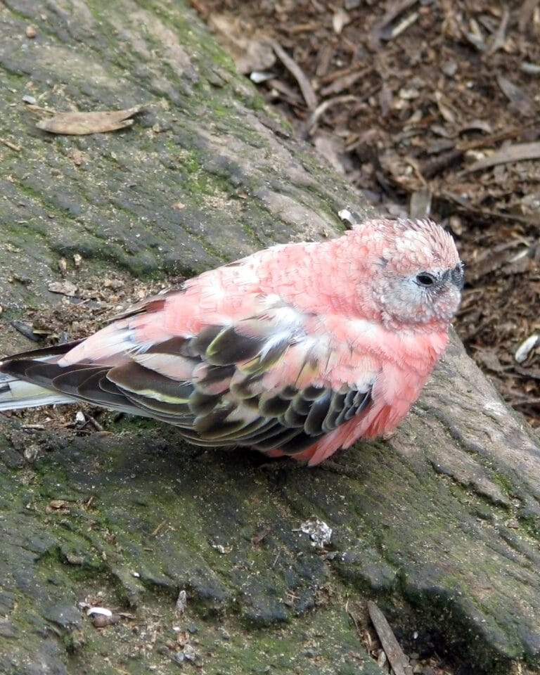 18 Beautiful Pink Birds (With Pictures) - Bird Helpful