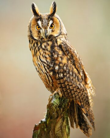 All Owl Colors Explained (+ List of 54 Colorful Owls)