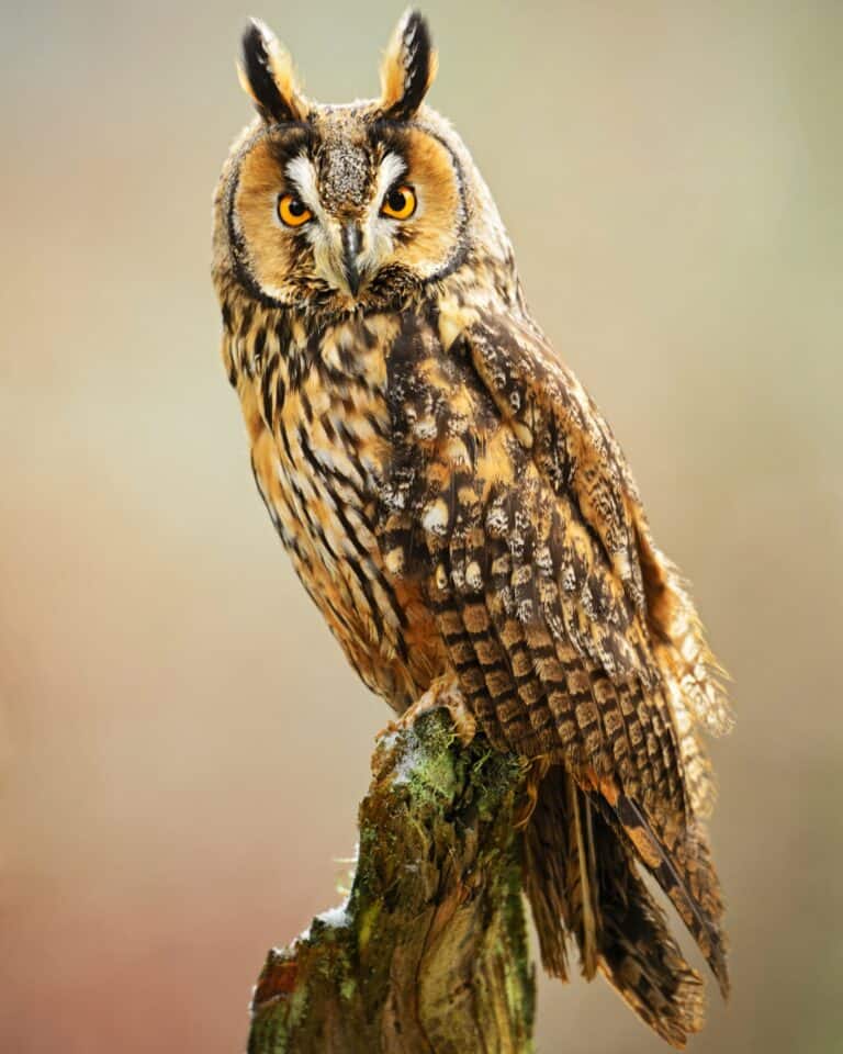 All Owl Colors Explained (+ List of 54 Colorful Owls)