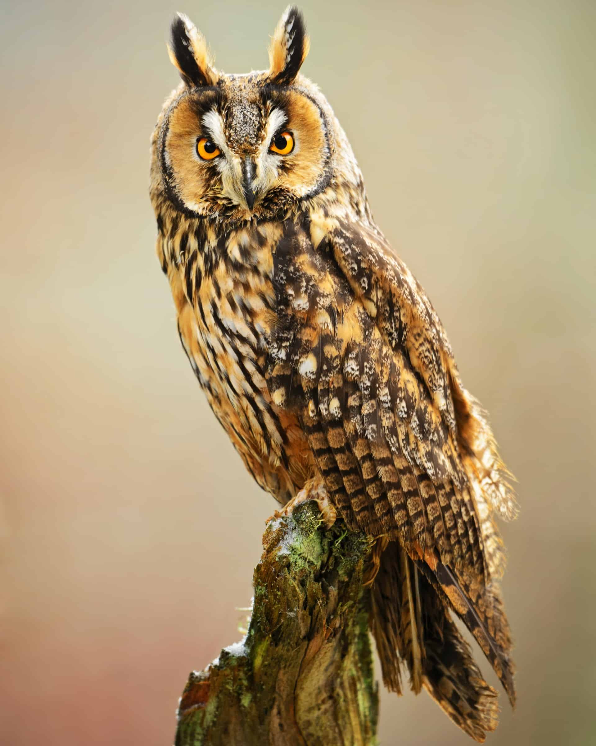 All Owl Colors Explained (+ List of 54 Colorful Owls)