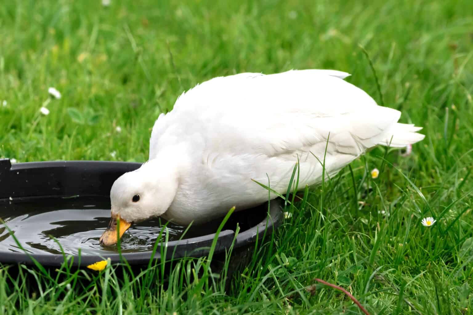 Call Duck: Breed Profile, Traits, Pictures & More