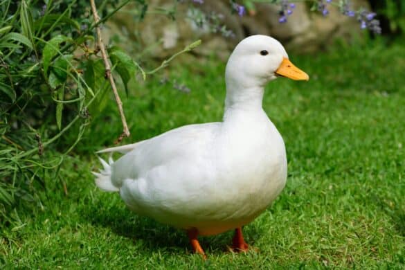 Call Duck: Breed Profile, Traits, Pictures & More