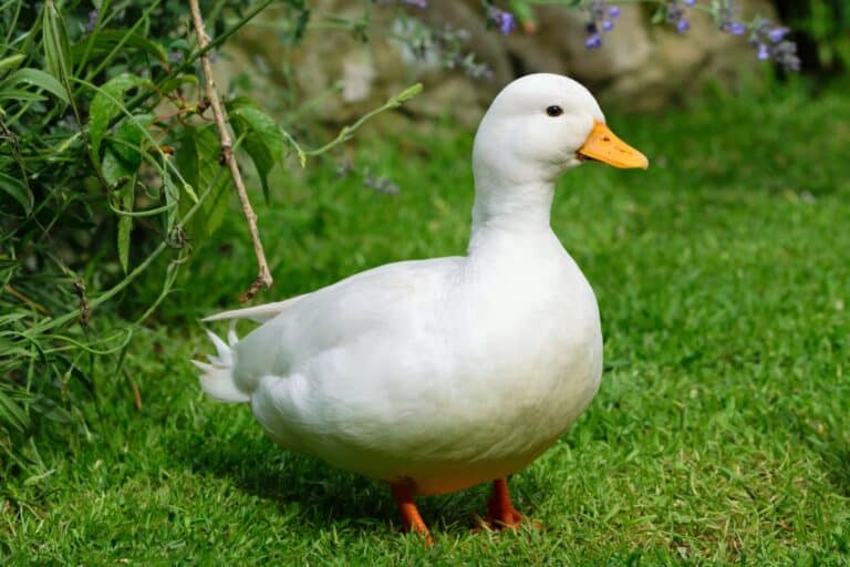 Call Duck: Breed Profile, Traits, Pictures & More