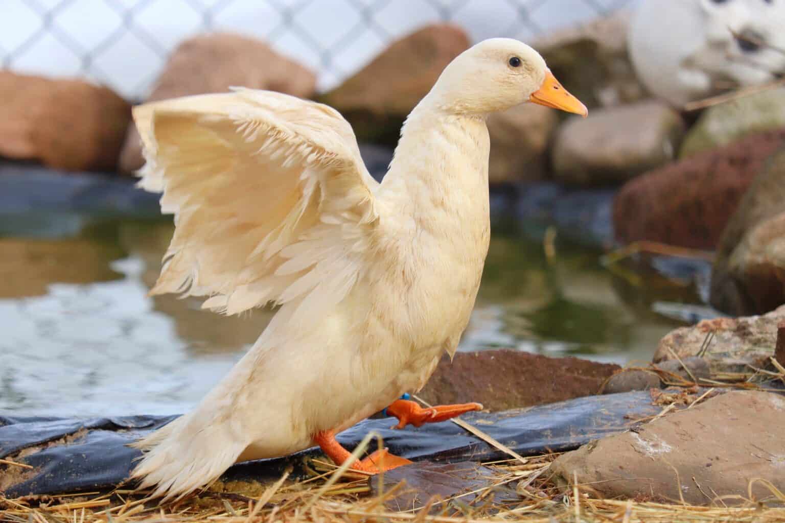 Call Duck: Breed Profile, Traits, Pictures & More