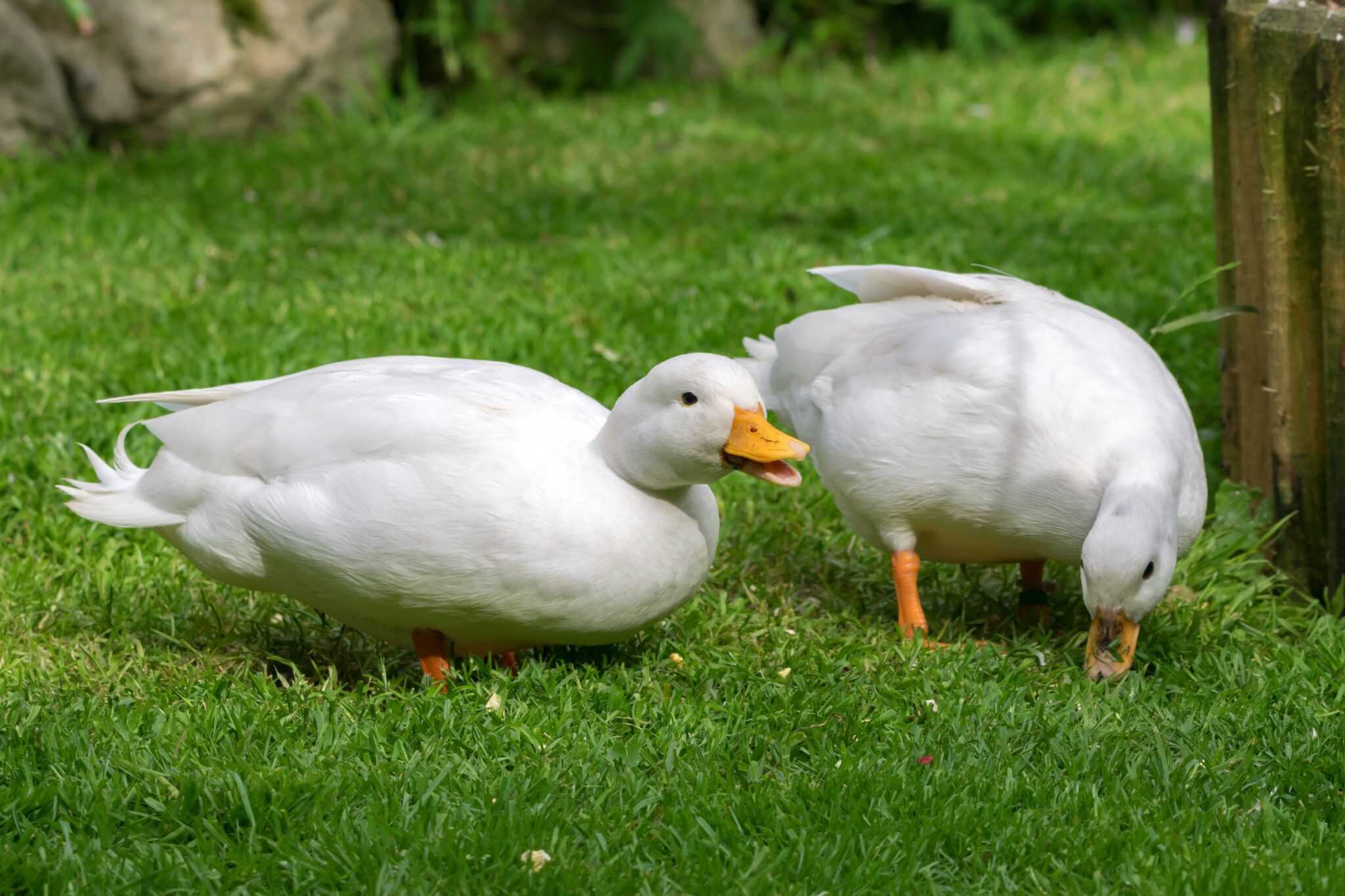 Call Duck: Breed Profile, Traits, Pictures & More