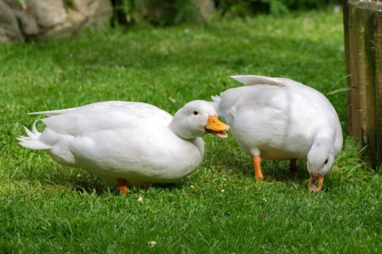 Call Duck: Breed Profile, Traits, Pictures & More