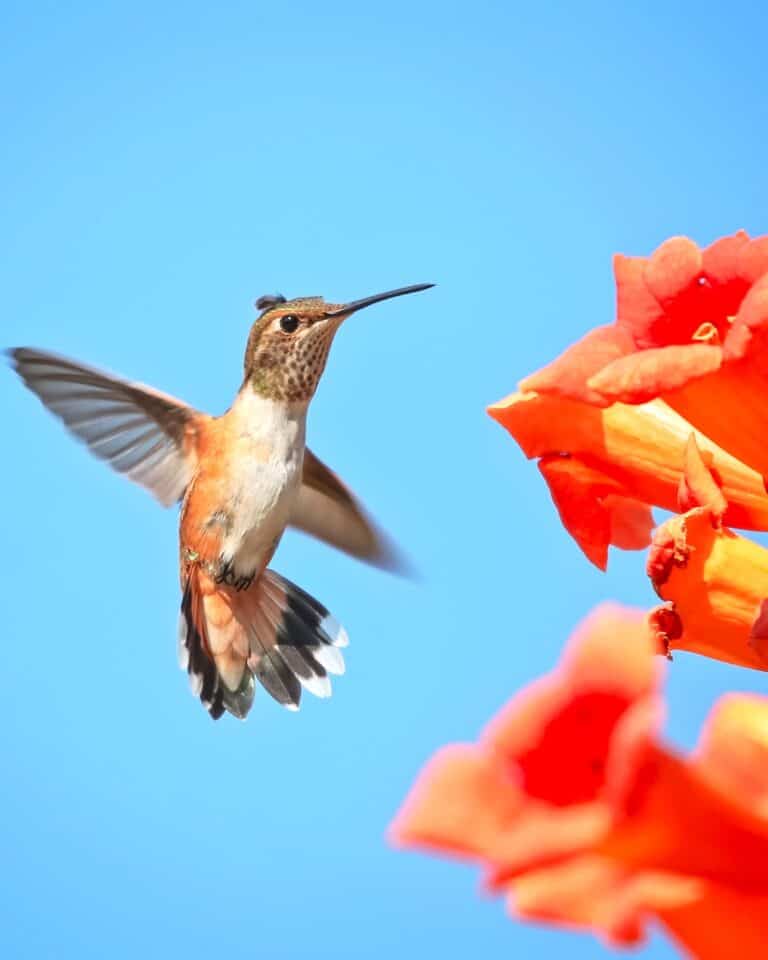 10 Smallest Birds in the World (Ranked by Size) - Bird Helpful