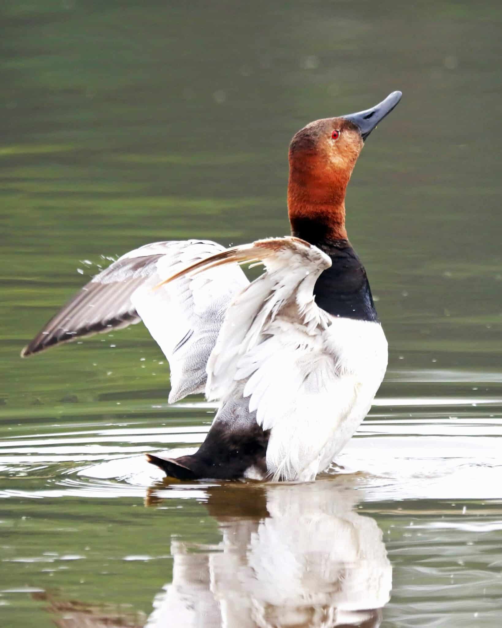 7 Ducks With Red Heads (With Pictures & ID Guide)