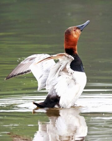 7 Ducks With Red Heads (With Pictures & ID Guide)