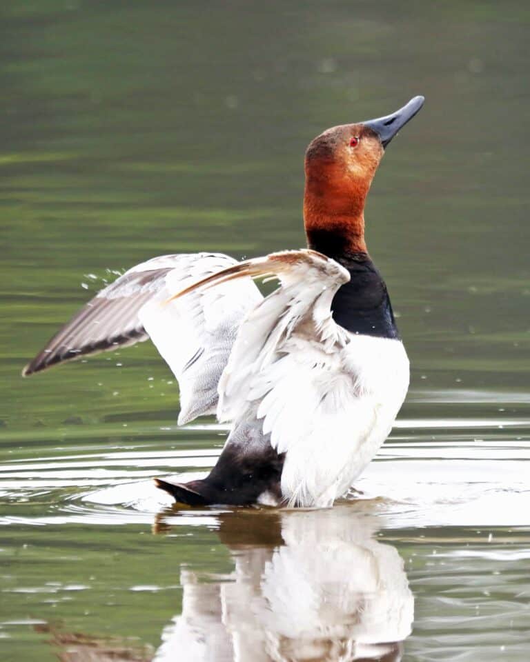 7 Ducks With Red Heads (With Pictures & ID Guide)