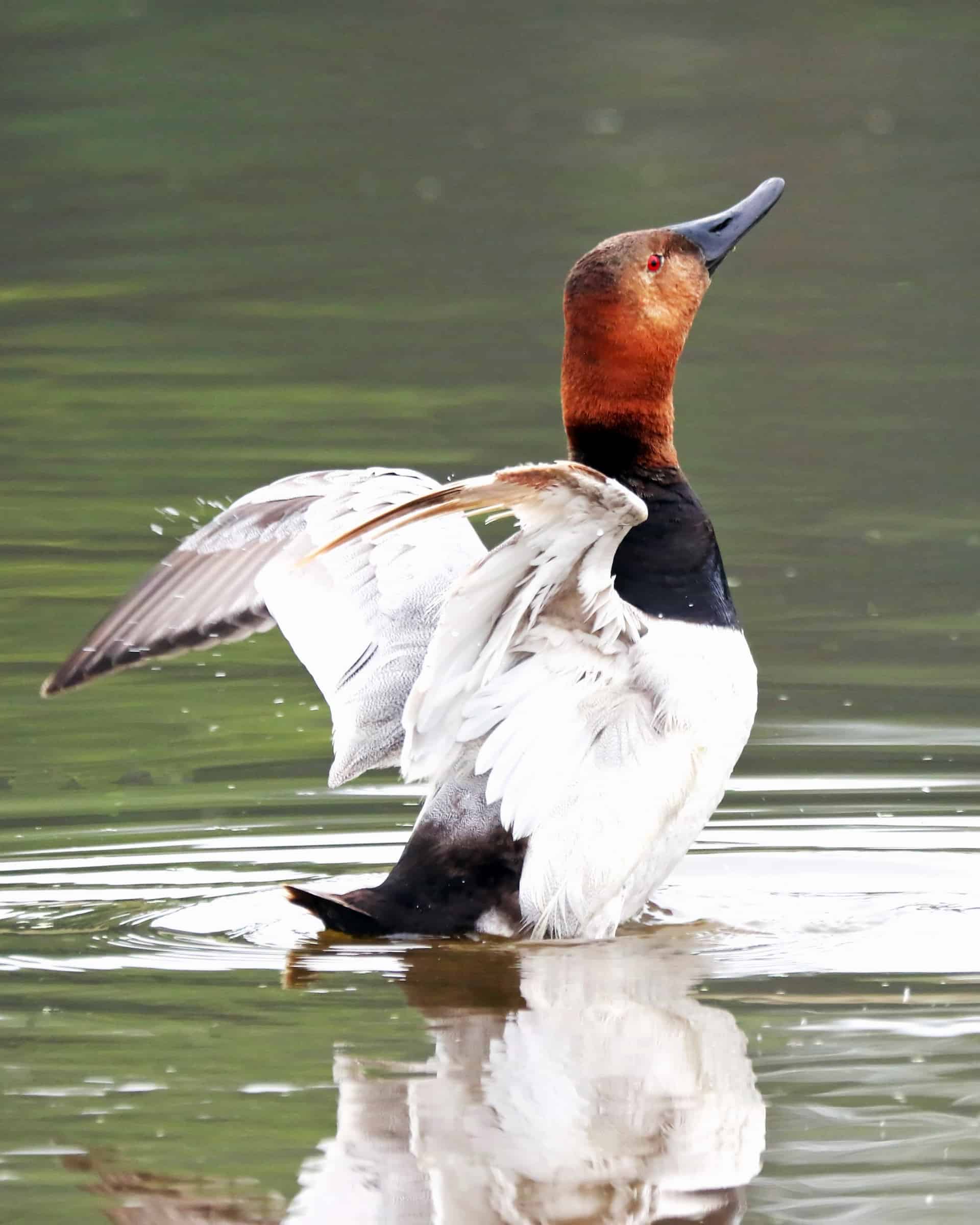 7 Ducks With Red Heads (With Pictures & ID Guide)