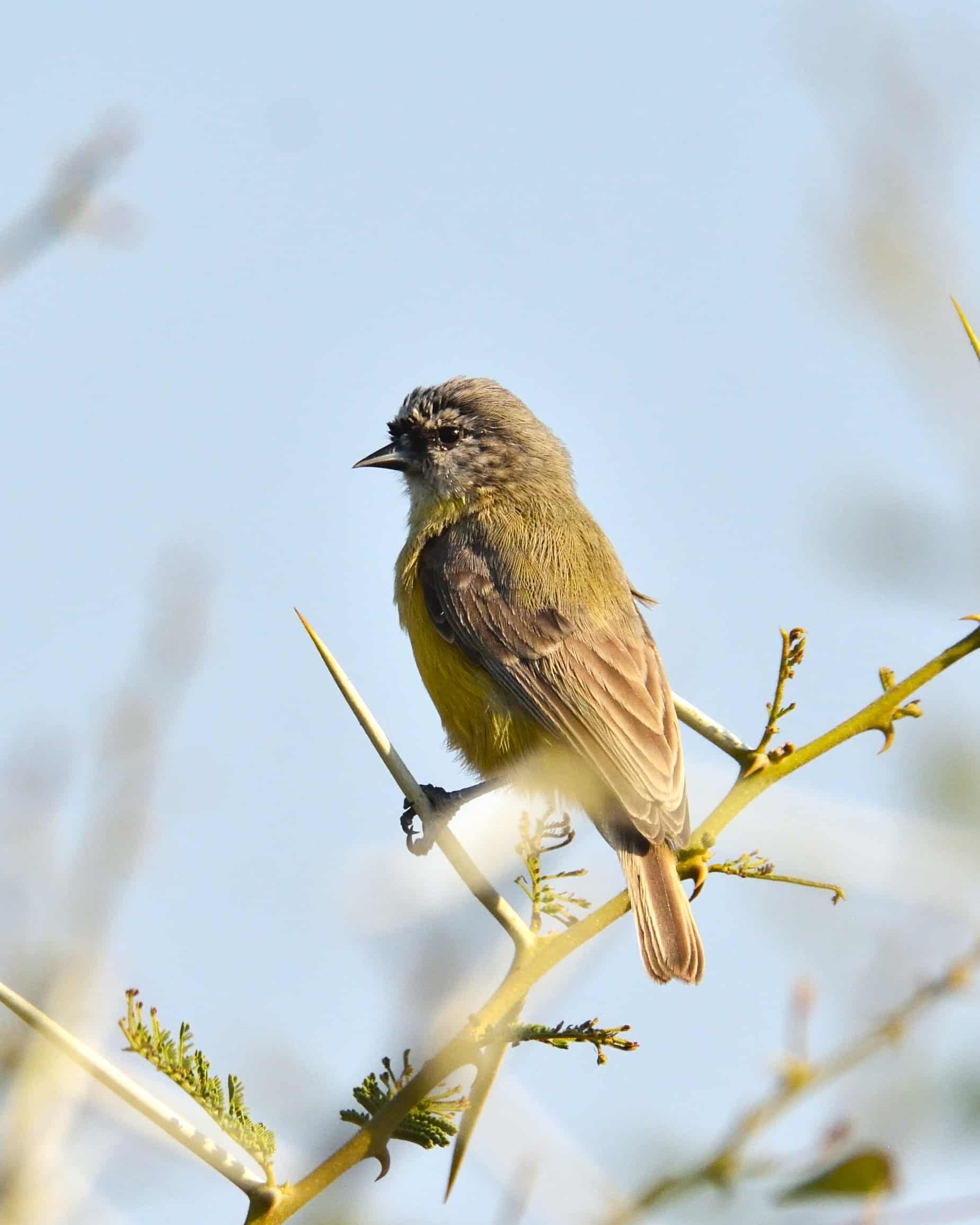 10 Smallest Birds in the World (Ranked by Size) - Bird Helpful