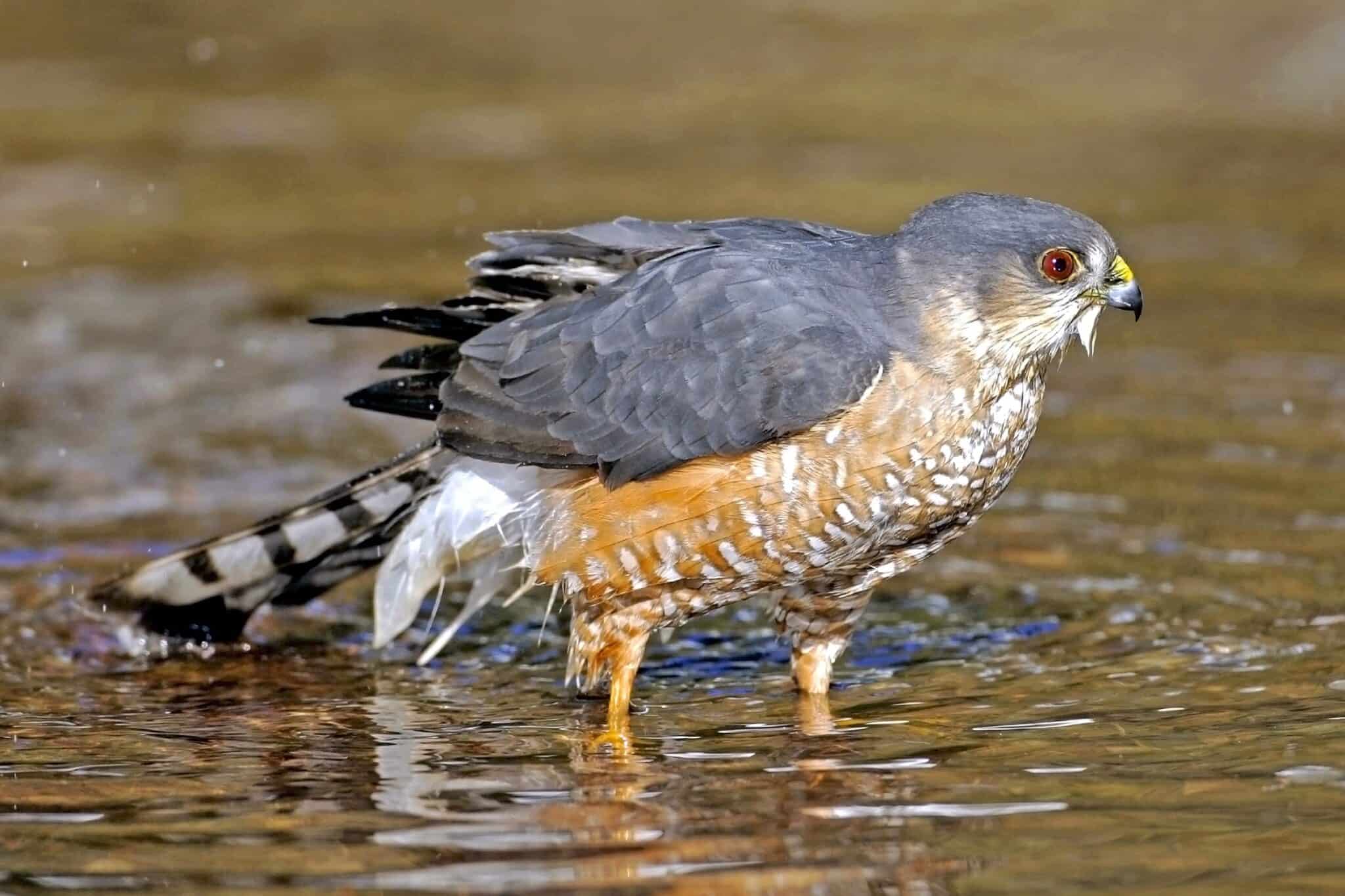 Chicken Hawk: Bird Information, Facts & Pictures - Bird Helpful