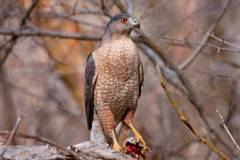 Chicken Hawk: Bird Information, Facts & Pictures - Bird Helpful