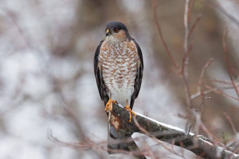 Chicken Hawk: Bird Information, Facts & Pictures - Bird Helpful