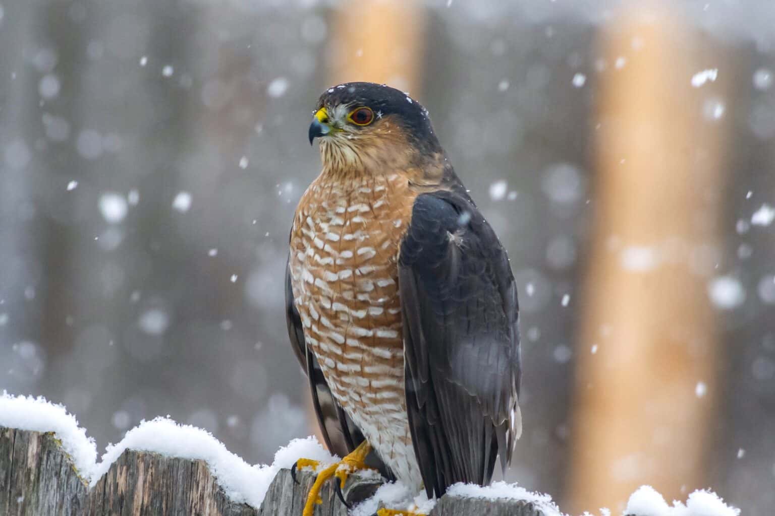 Chicken Hawk: Bird Information, Facts & Pictures - Bird Helpful