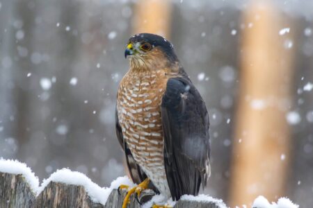 Chicken Hawk: Bird Information, Facts & Pictures - Bird Helpful