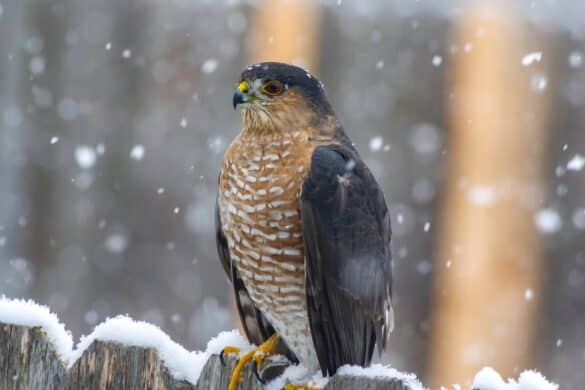 The Rare Blue Cardinal: Myth or Reality? - Bird Helpful